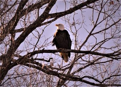 Kentucky’s bald eagles are quite the comeback story | News | paducahsun.com