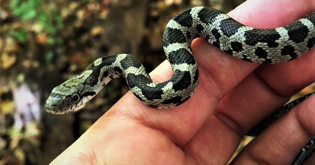 Gracious sakes, baby snakes Juveniles showing up before reptiles dodge ...