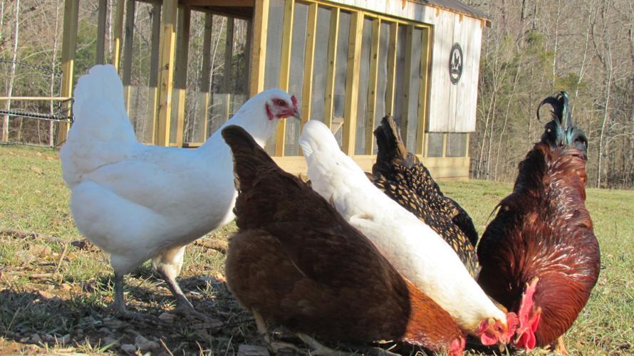 Western Kentucky residents share benefits of backyard chickens | News ...