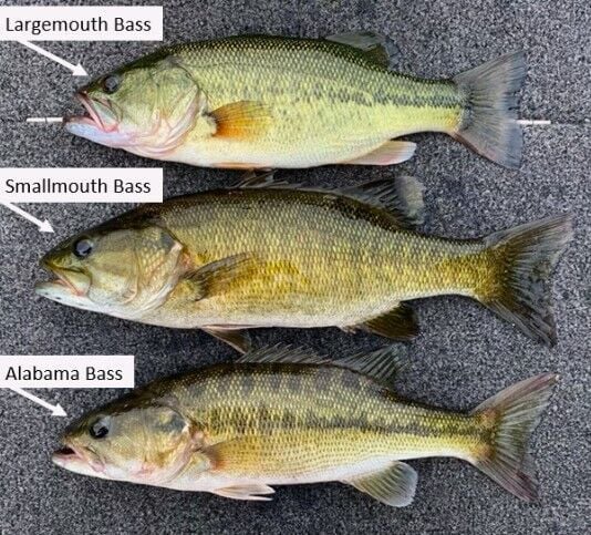Invasive bass find in Kentucky alarms managers | Sports | paducahsun.com