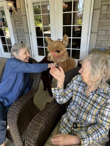 Alpacas visit senior living residents | News | paducahsun.com