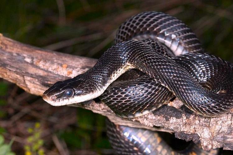 Big, black snakes: These hardly live up to the reactions they provoke ...