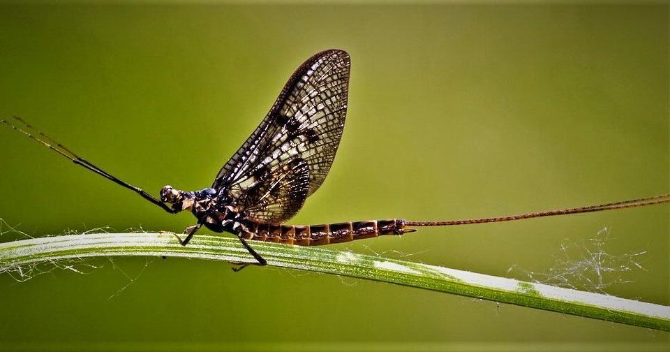 Mayfly plight: Time short to hatch, propagate, die | News | paducahsun.com