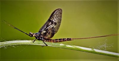 Mayfly plight: Time short to hatch, propagate, die | News | paducahsun.com