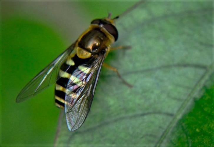 Don’t sweat these bees or, less so, flies | Local Sports | paducahsun.com