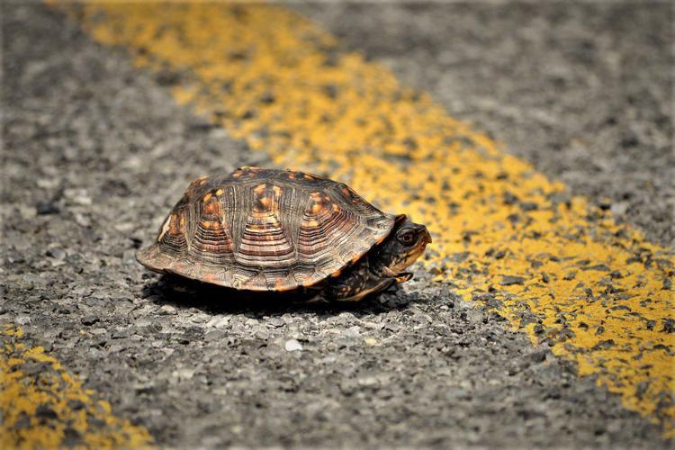 Box turtle road mortality rises during this season | Local Sports ...