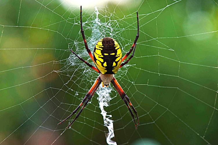 horrible looking spiders