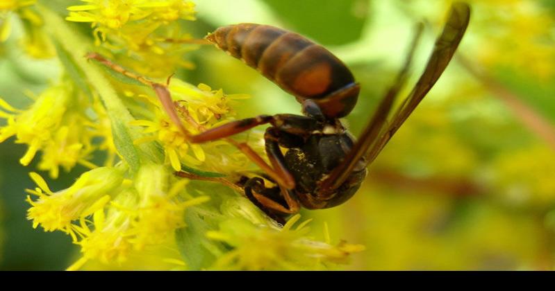 Wasps are friendly pollinators until threatened | News | paducahsun.com