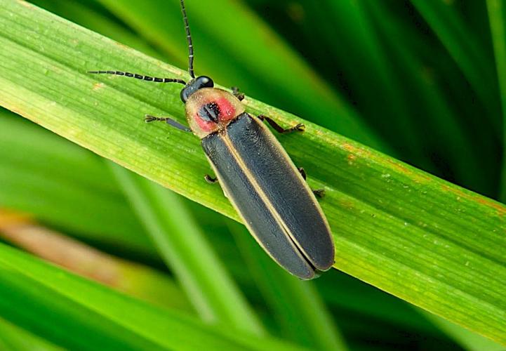 lightning bugs in florida