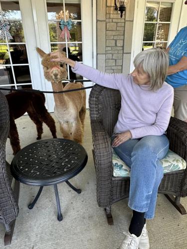 Alpacas visit senior living residents | News | paducahsun.com
