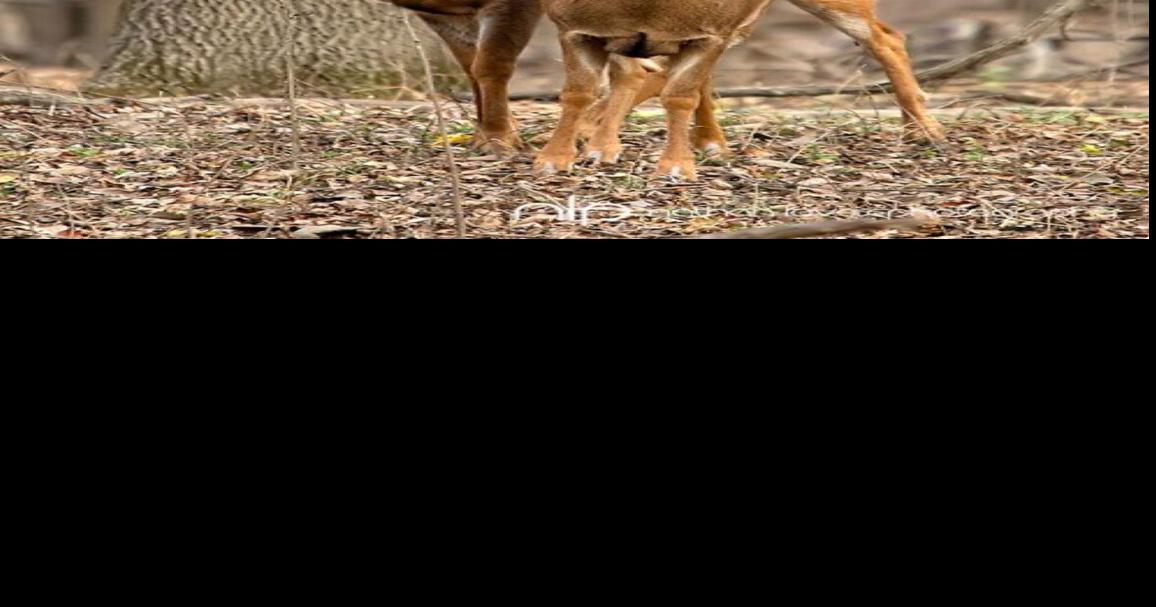 The doe-dating game: Deer come out of the woodwork for 'the rut' | News ...