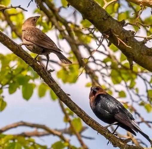 Good bird/bad bird; While cuckoos, cowbirds have roles, we have emotion ...