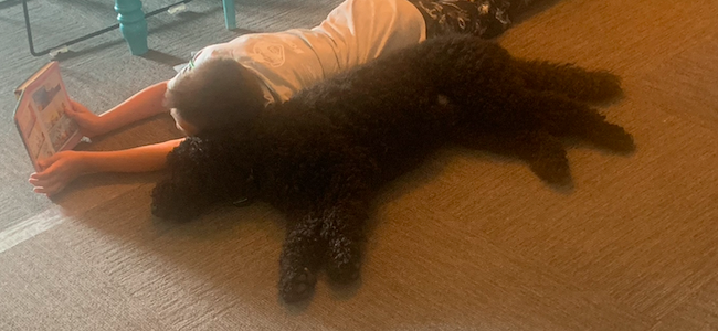 At Reidland Elementary, Teddy the therapy dog is a hero to students ...