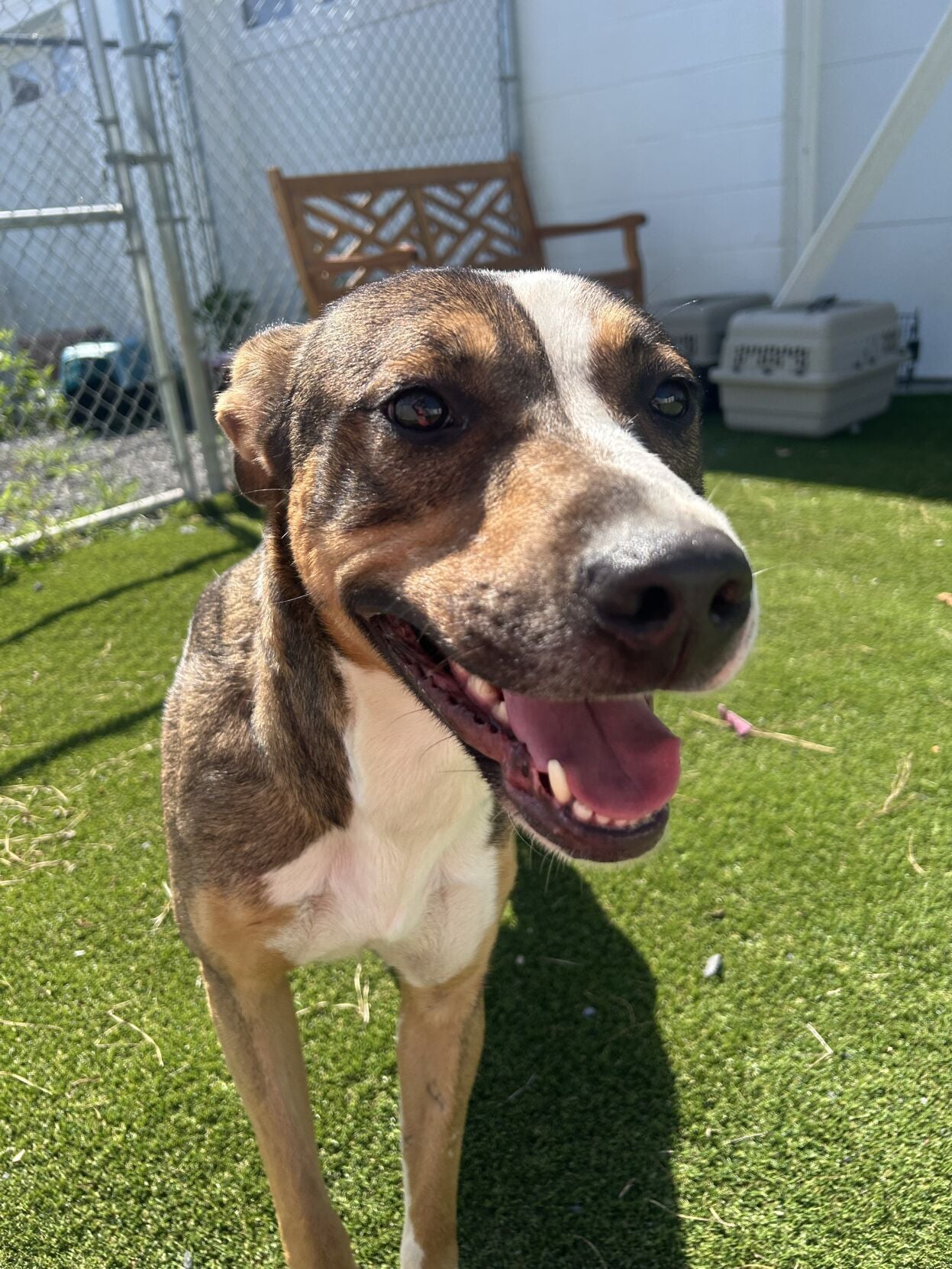Pet of the Week: Freda | News | paducahsun.com