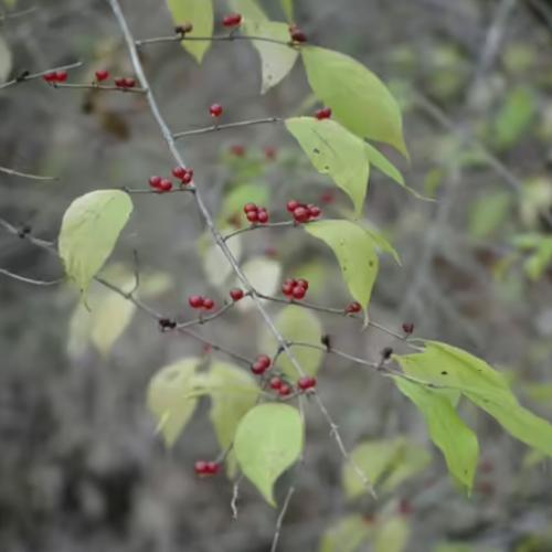 Illinois extension offers hands-on training to combat invasive plants ...