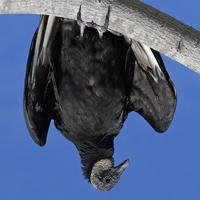difference between buzzard and vulture