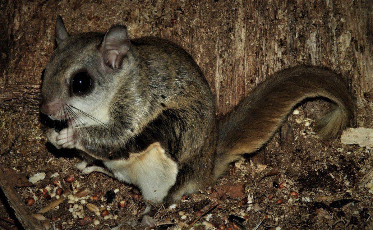Flying squirrels Yes, there are such critters, and they really fly ...