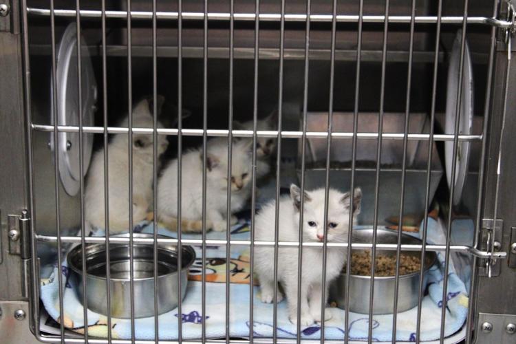 Mayfield-Graves shelter raises awareness of kitten overpopulation ...