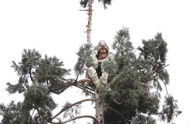 Man finally descends 80-foot Seattle tree | News General | paducahsun.com