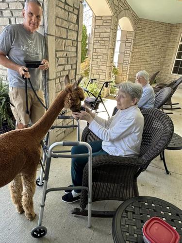 Alpacas visit senior living residents | News | paducahsun.com