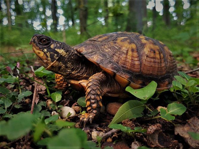 Box turtle road mortality rises during this season | Local Sports ...