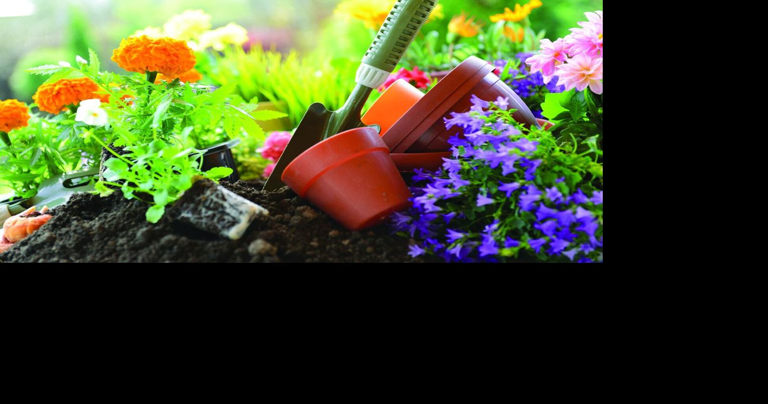 Seeds and plants require different soil mixes | Life | paducahsun.com