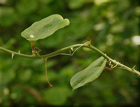 Sawbriar - a native vine with real stick-ability | Local News ...