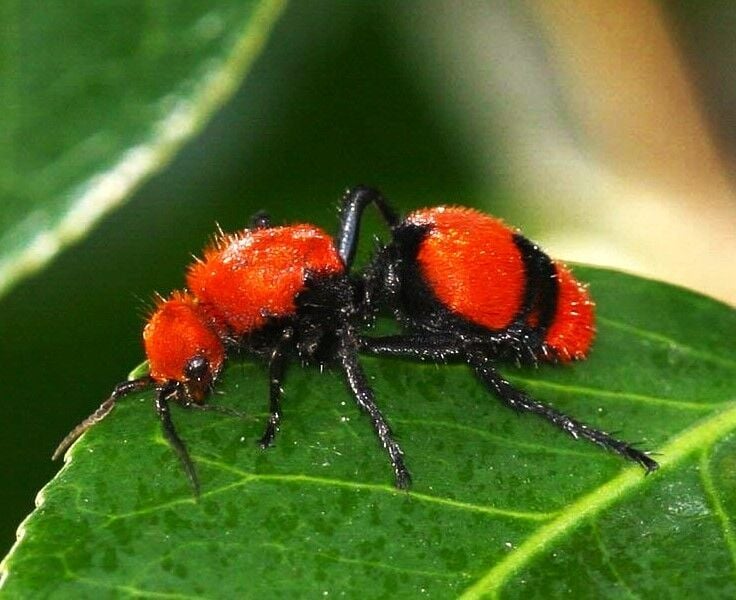 Cow killers Wingless wasps won t slay livestock or us but they can sting Sports paducahsun