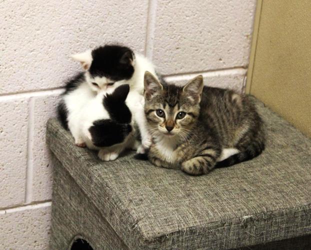 Mayfield-Graves shelter raises awareness of kitten overpopulation ...
