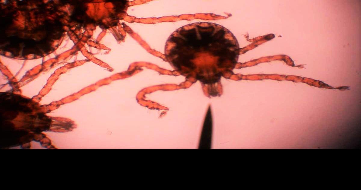 Unseen ambushers: It is those junior harvest mites that have a taste ...