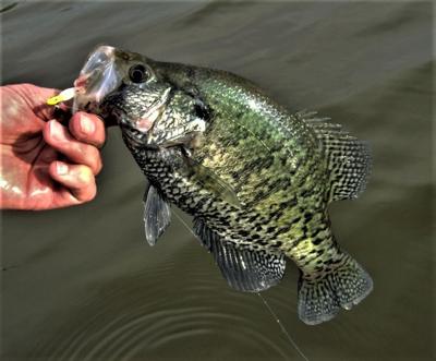 Spawning crappie: Fish run gamut of changing conditions to re-populate ...