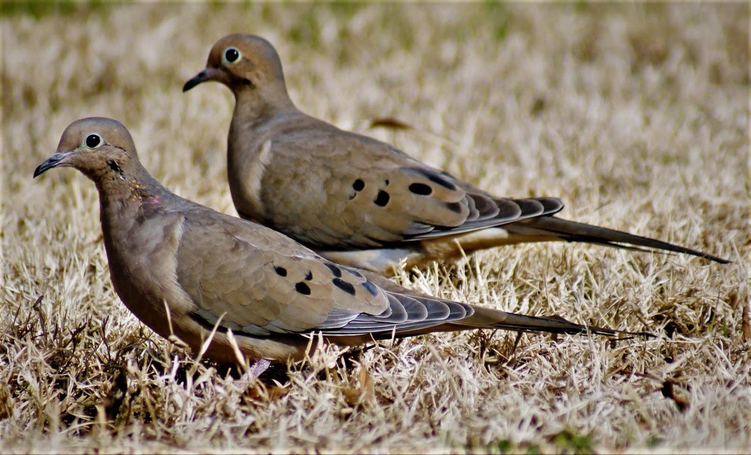 High mortality might keep these doves in mourning | News | paducahsun.com