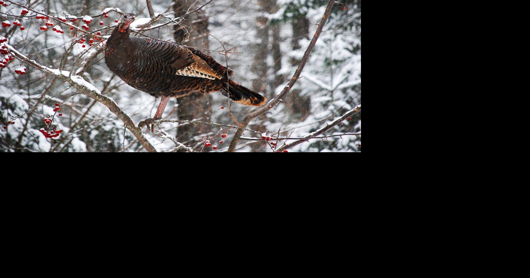 Out on a limb: Turkeys didn’t freeze, but they’ve got other problems ...