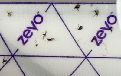 Gnats don’t bite or smell, they’re just pesky | Life | paducahsun.com