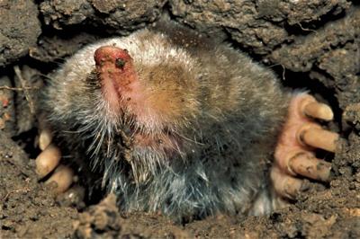 Dig it: Mild winter may have given moles a head start | Zoology ...
