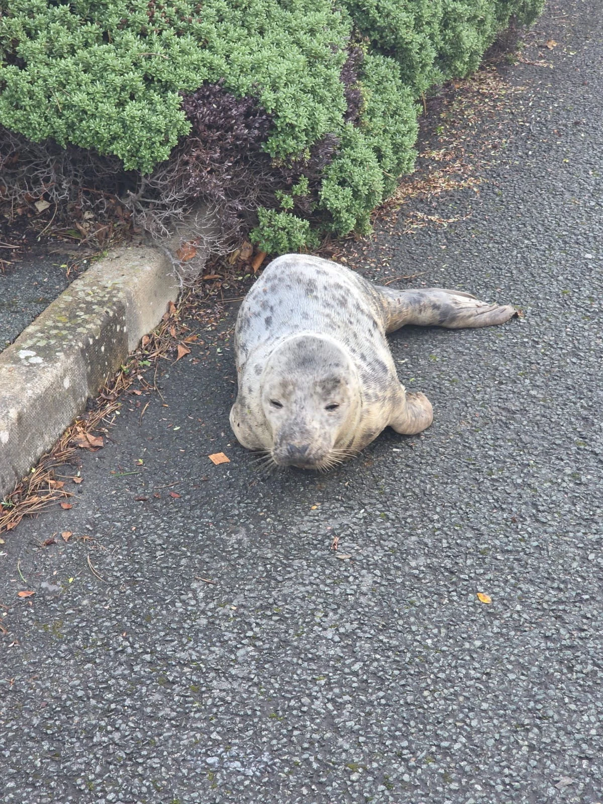 Baby seal found relaxing in hotel parking lot | National ...