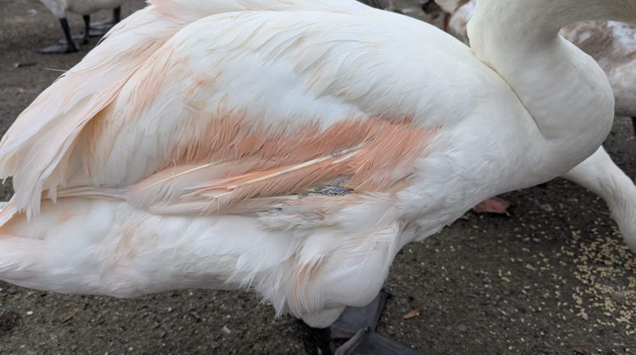 Is moldy bread turning these swans pink? | National | paintsvilleherald.com