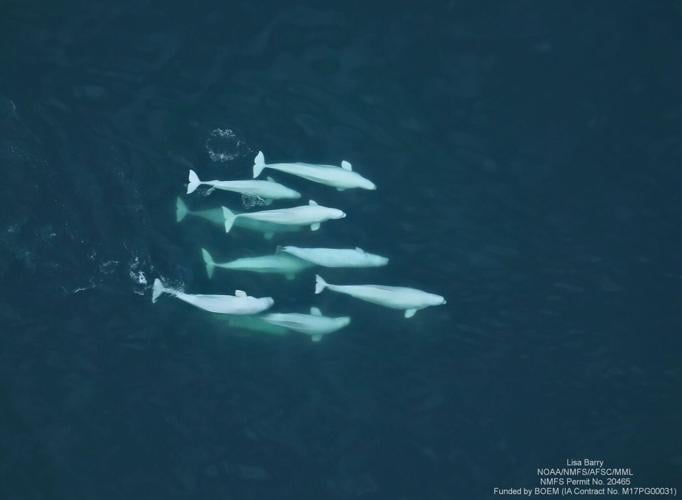 why do beluga whales return things