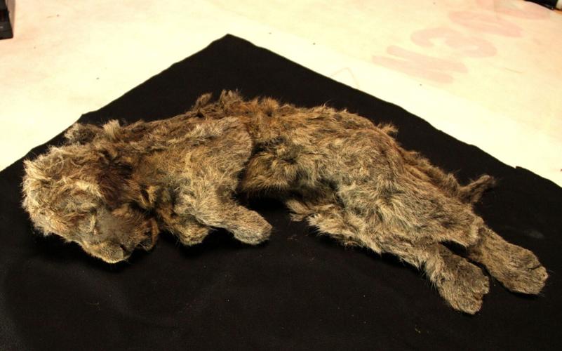Study reveals extinct lion species interbred with its modern cousins ...