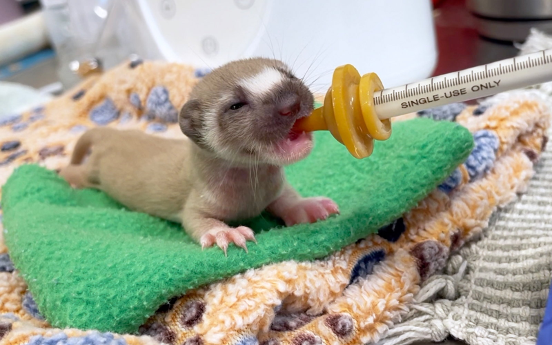 Orphaned weasel returns to wild after 70 days in care | National ...