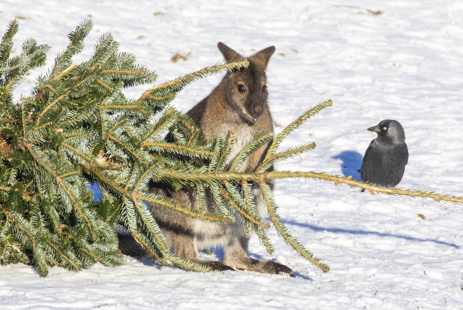 Kangaroos and wallabies enjoy munching on used Christmas trees ...