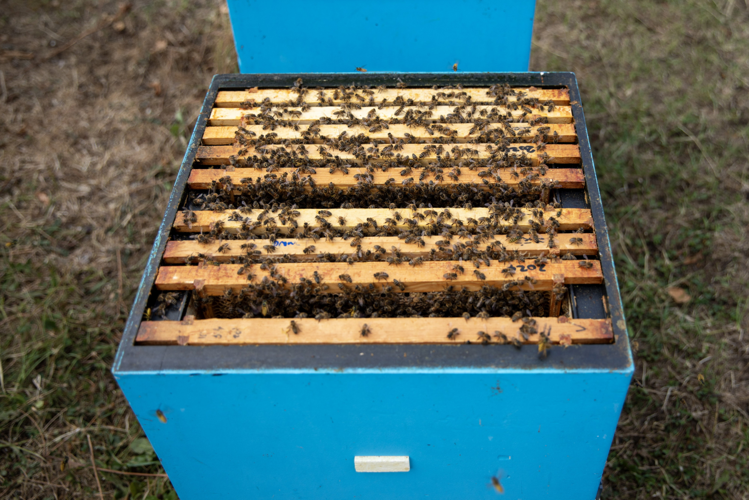 How honeybees make ‘baby food’ for their larvae | National ...