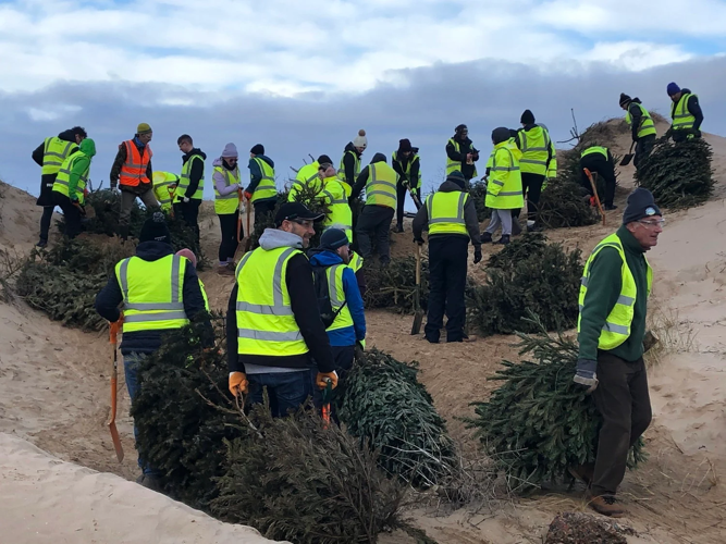How old Christmas trees are helping to fight coastal erosion | National ...