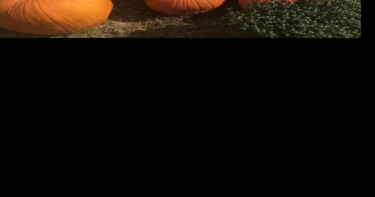 Pumpkin patch opens Saturday for October fun | News | palestineherald.com