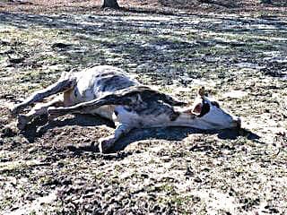 Neighbors demand rancher be held accountable for dying cattle | News ...