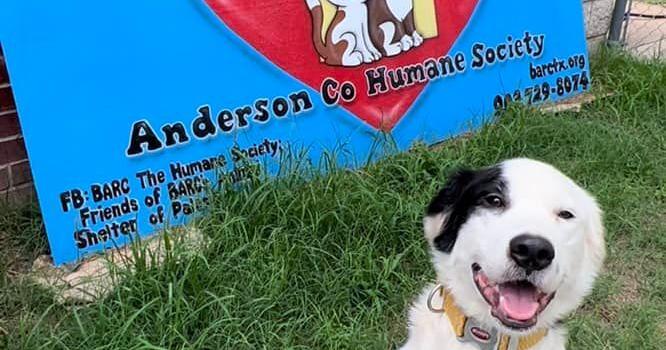 Free clinics, adoption events support BARC’s no-kill mission | News ...