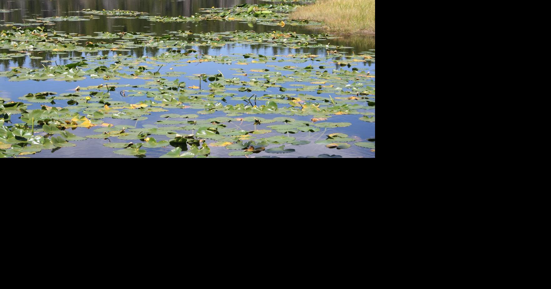 Ducks Unlimited and TPWD partner for wetlands enhancement project at ...