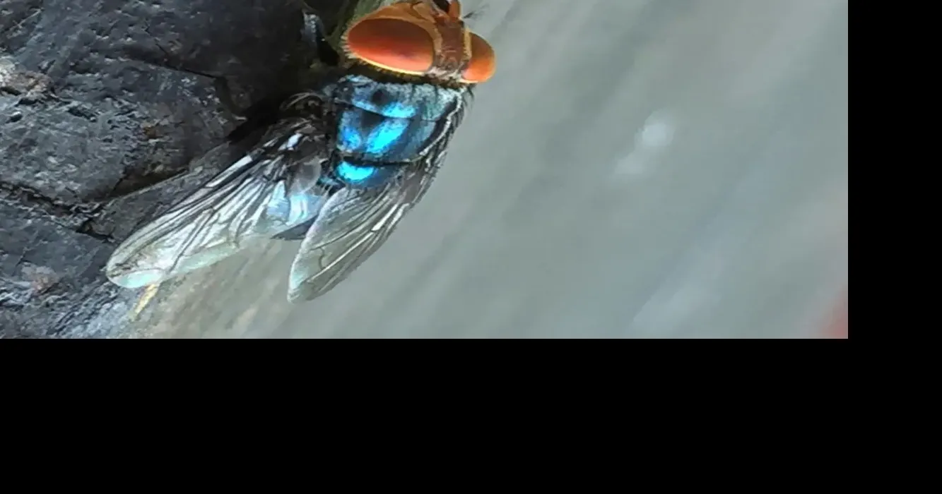 DSHS provides precautions following animal New World screwworm case in ...