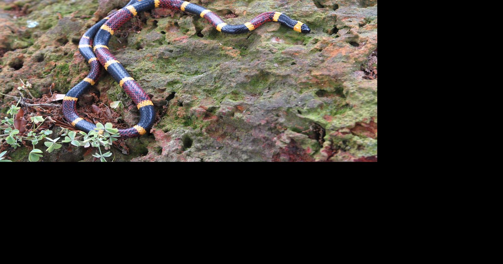 Outdoors: Watch your step, snakes moving | Sports | palestineherald.com