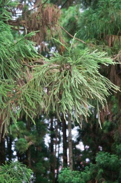 Cedar fever season in Texas | | palestineherald.com